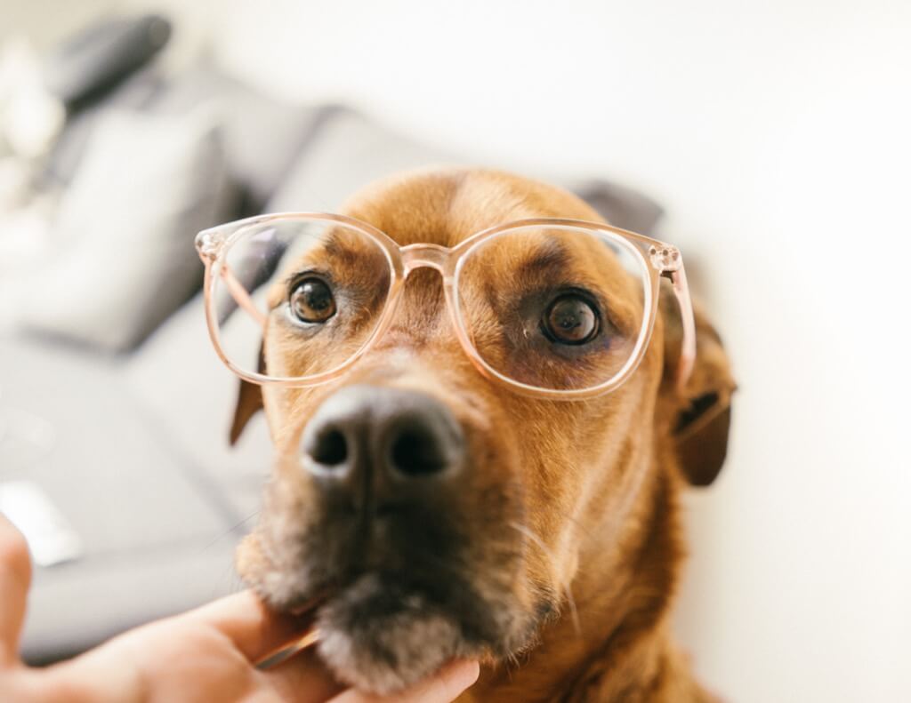 Pet Food for Humans: Safe or Risky?